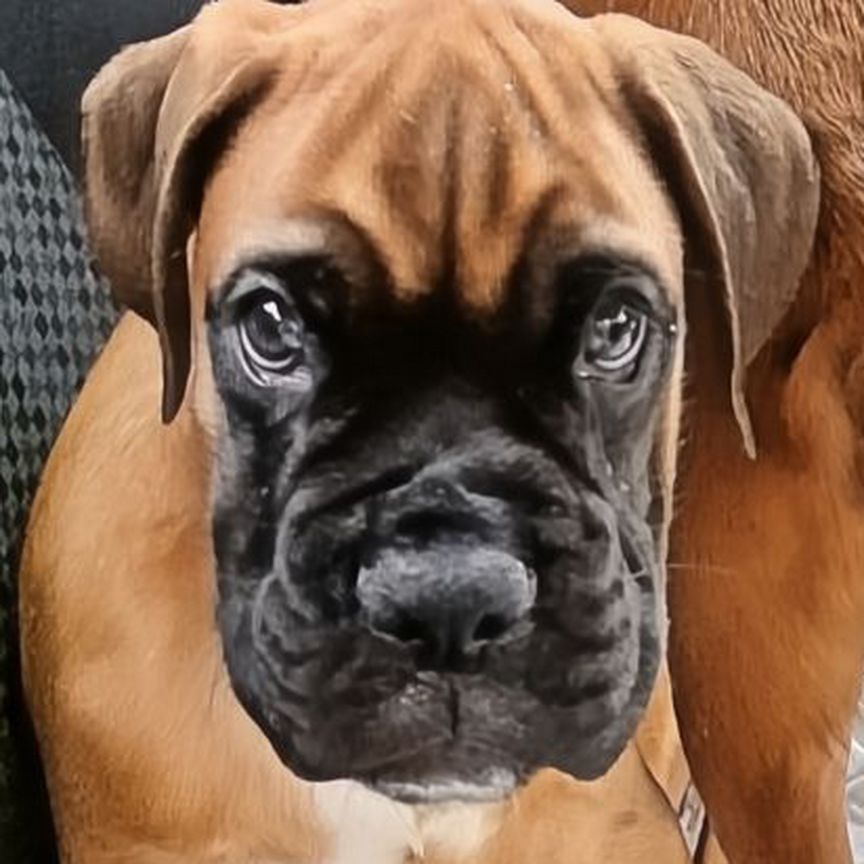 Боксер, щенок