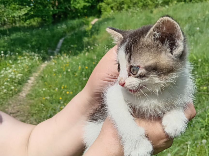 Котята 1,5 мес
