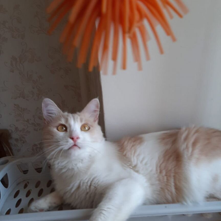 Котик турецкая ангора 1,5г