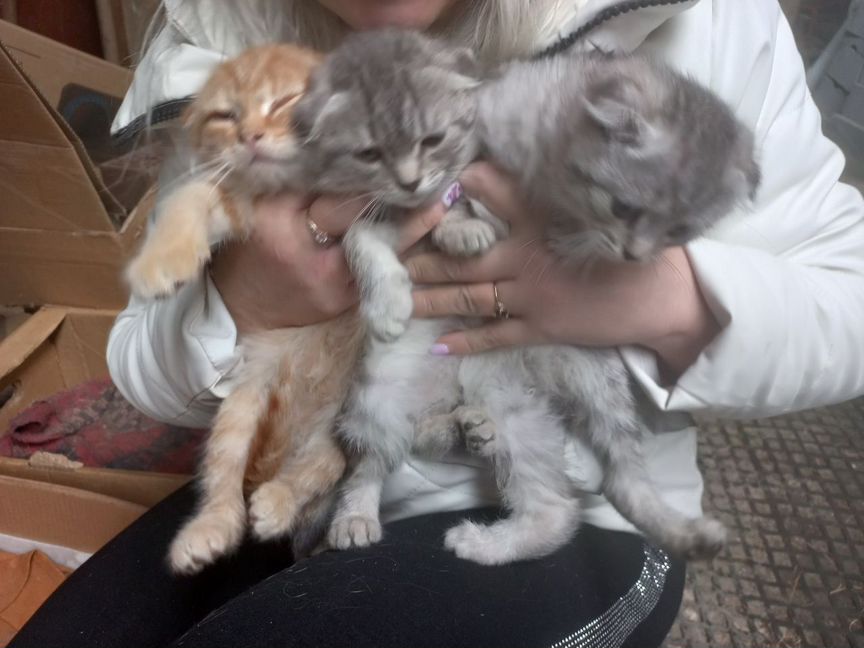 Шотландская вислоухая кошка бесплатно