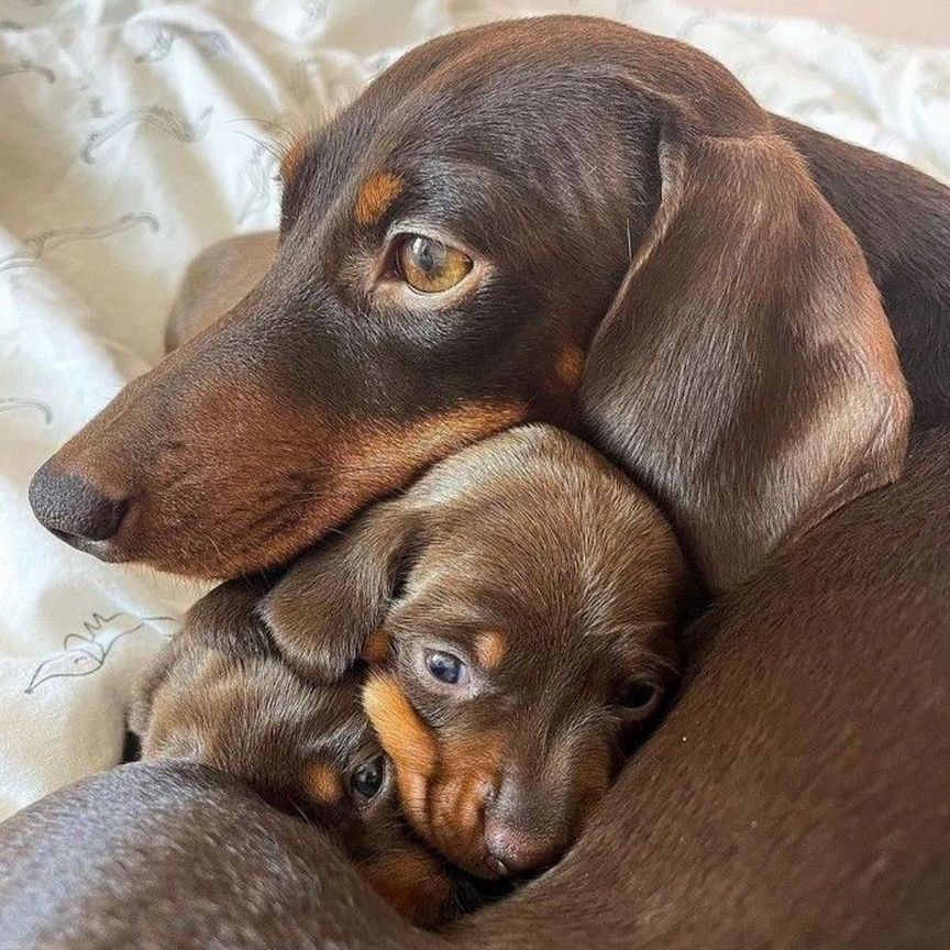 Такса, щенок