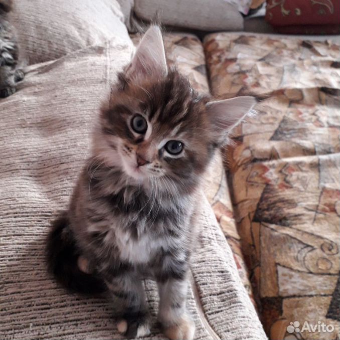 Котятки кунятки