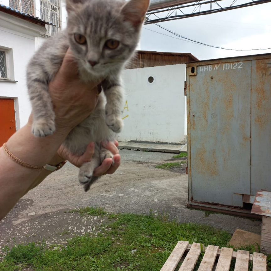 Серый котенок с рыжими глазами