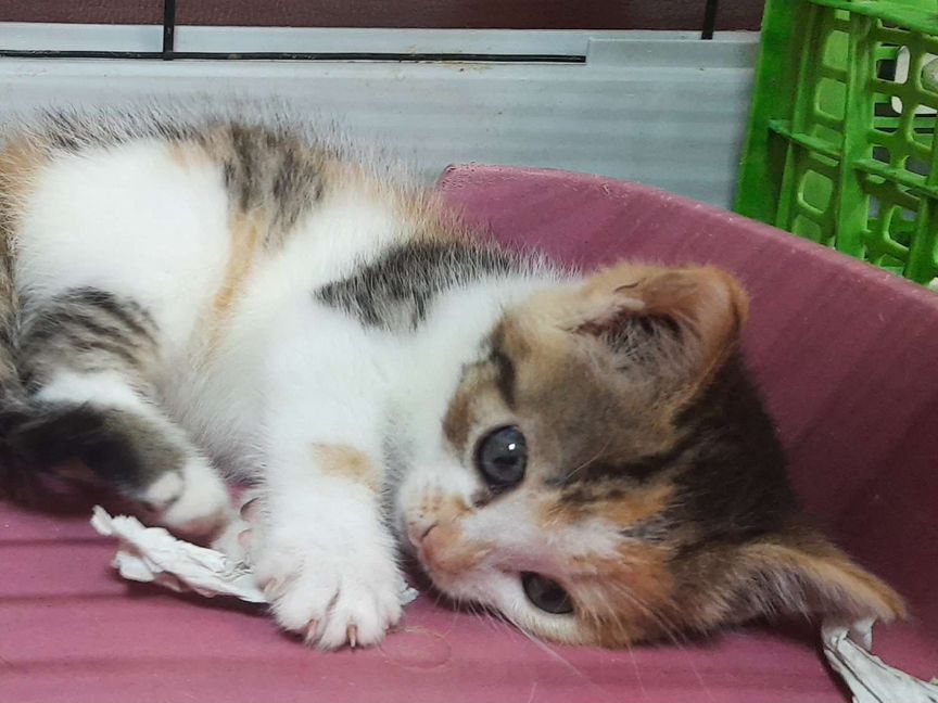 Котенок по имени Мальта