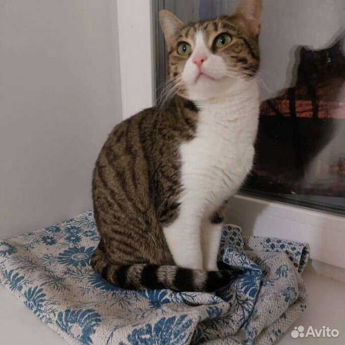 Зеленоглазая ласковая кошечка Олива