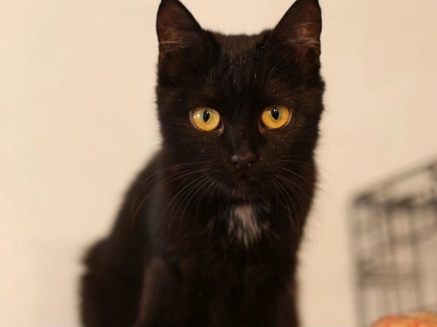 Кошка с сво ищет дом