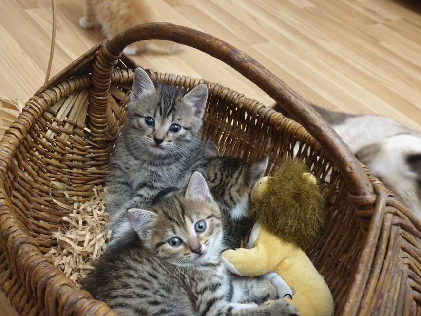 Котята в добрые руки бесплатно