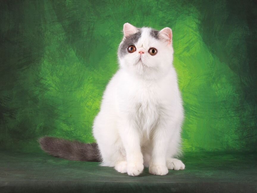 Экзотический к/ш котик