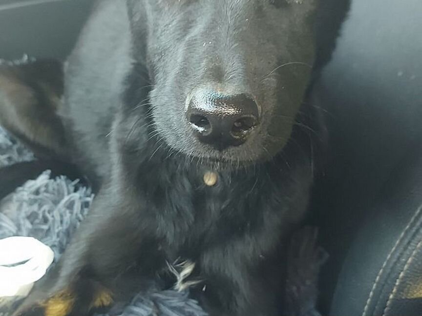 Щенок Надёжным Людям