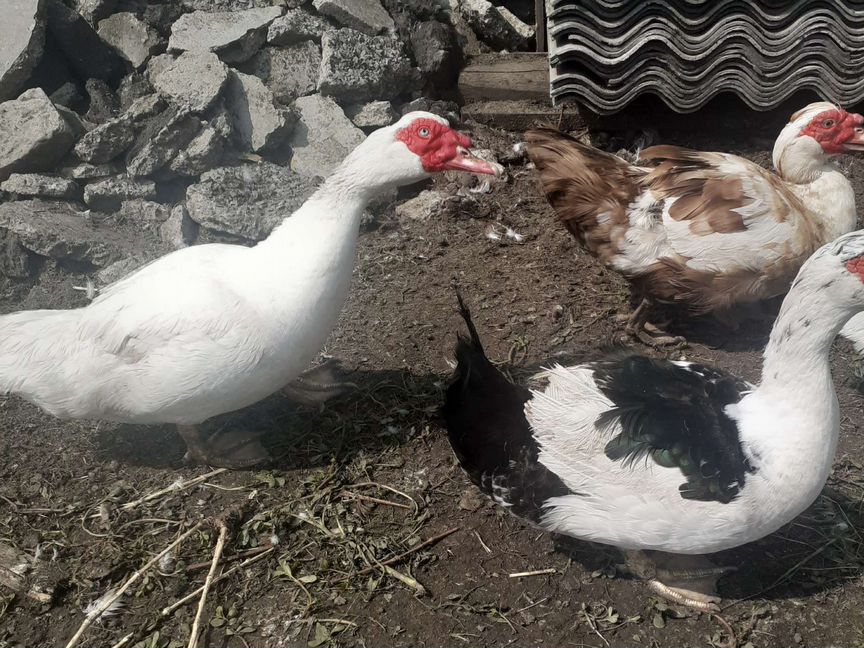 Мускусные утки