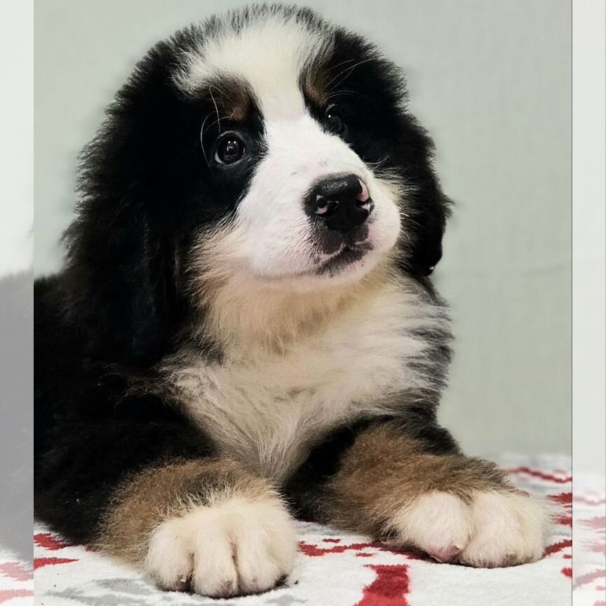 Бернский зенненхунд, щенок