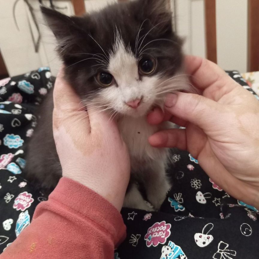 Кот