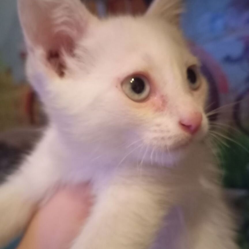 Котёнок в добрые руки (девочка )