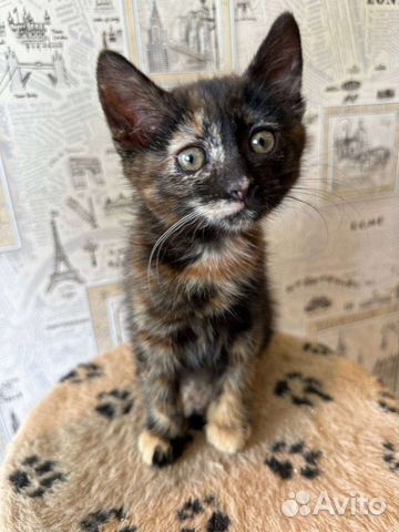 Котенок Дина в добрые руки