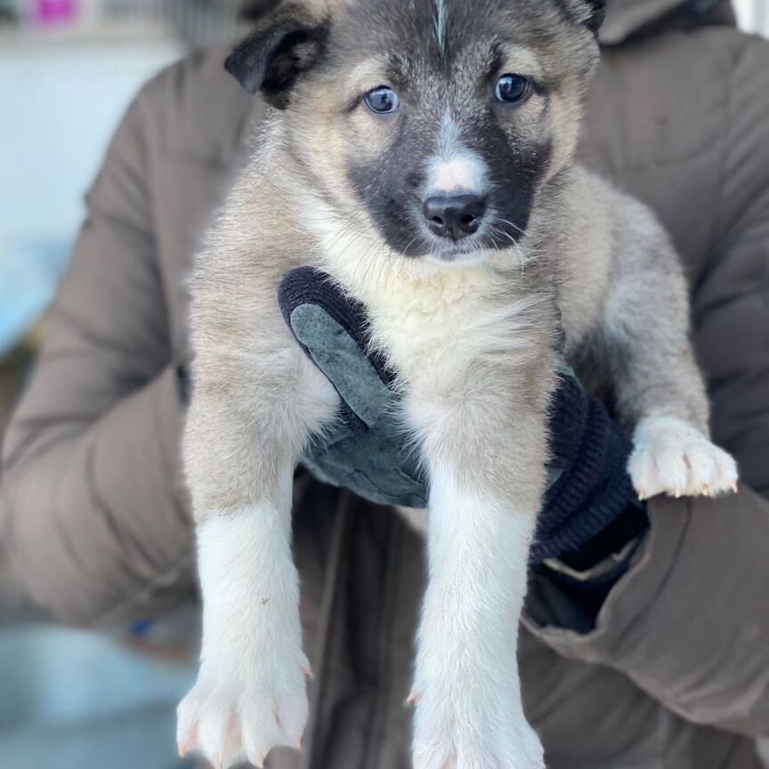 Щенок в добрые руки