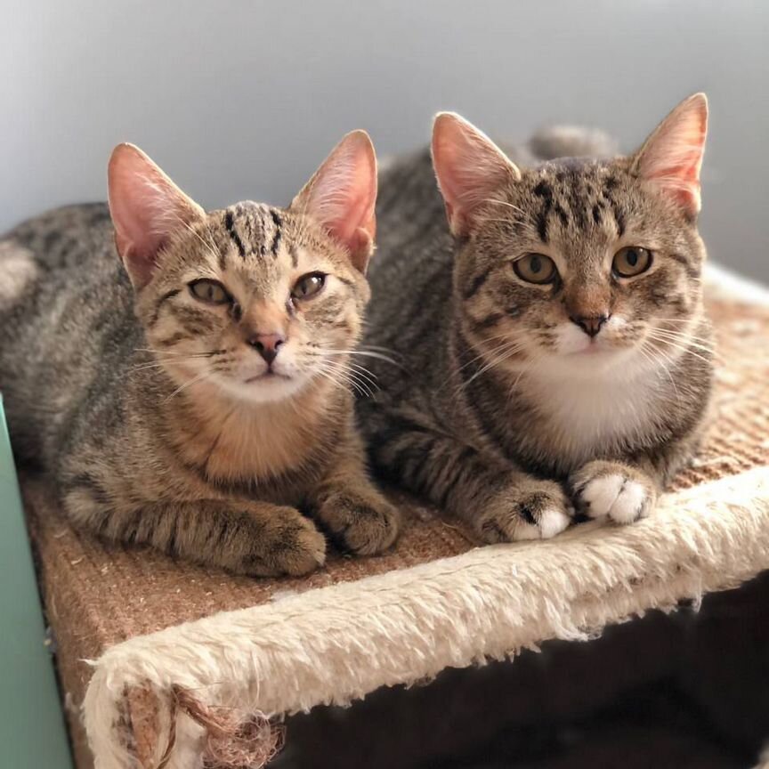 Котята Бэлла и Эдвард