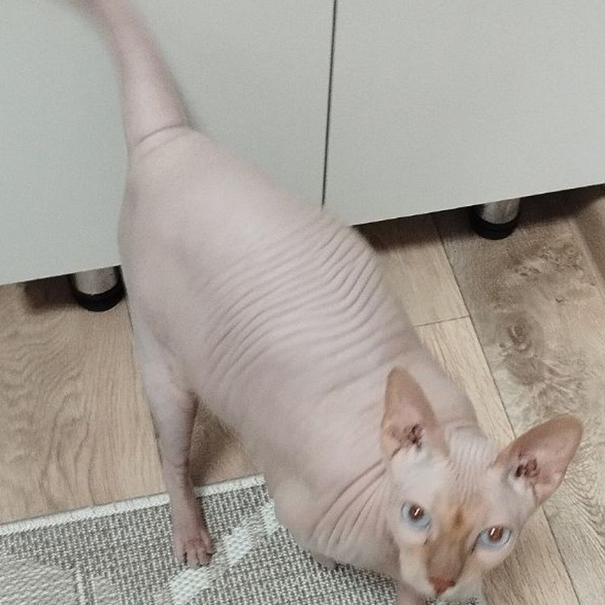 Канадский сфинкс, взрослый кот