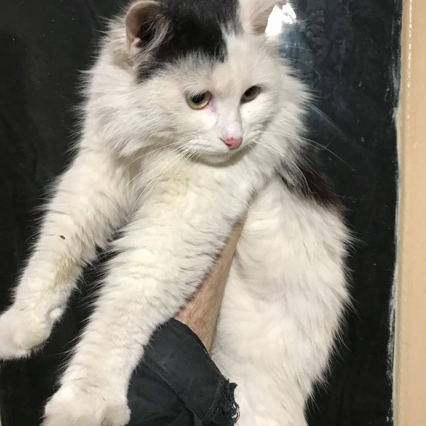 Котик в добрые руки