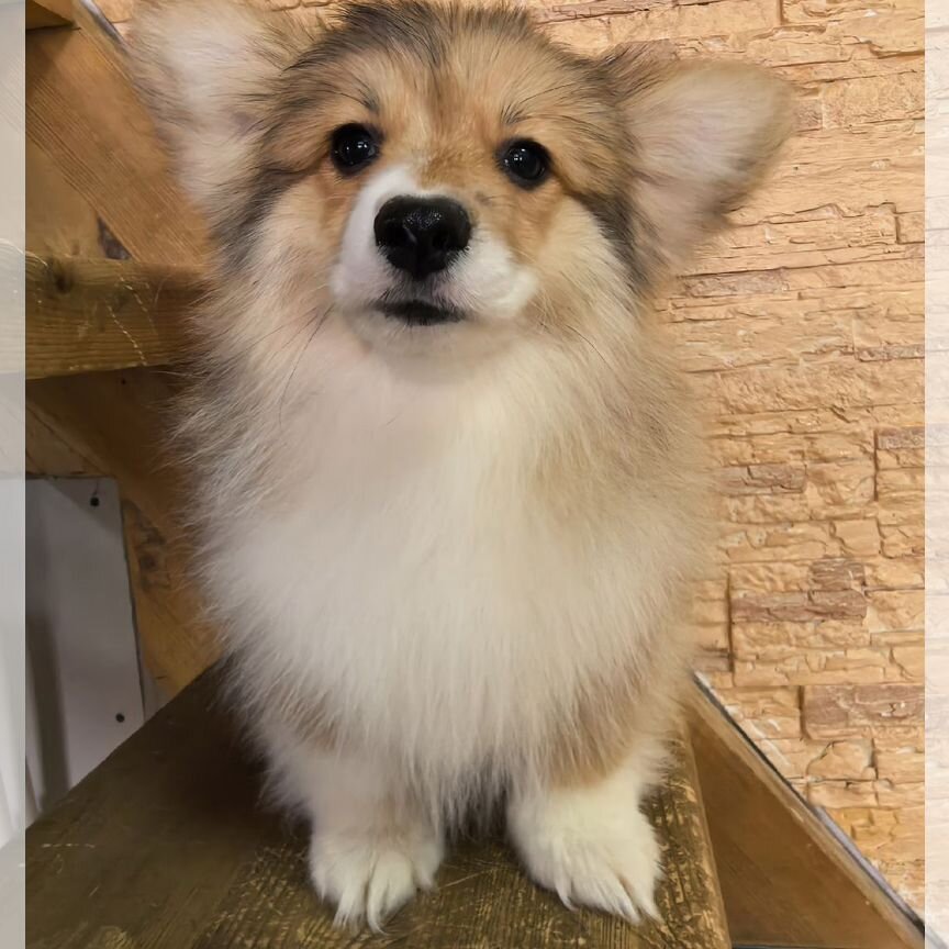 Вельш Корги Пемброк, щенок