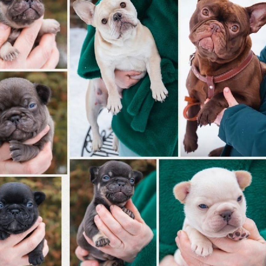 Французский бульдог шоколадки