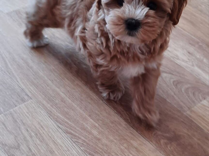 Мальтипу f1 мини девочка