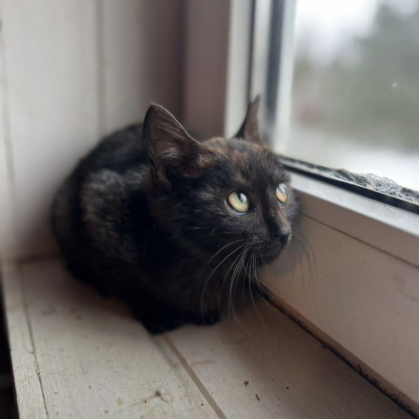 Котенок 2,5месяца