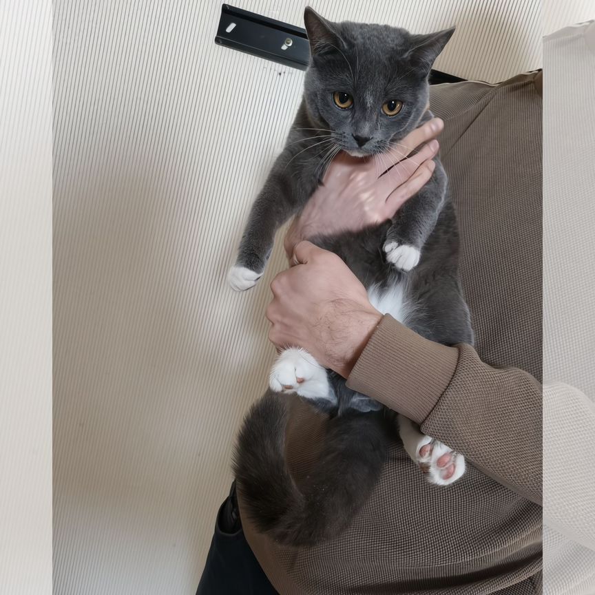 Британский короткошёрстный котёнок