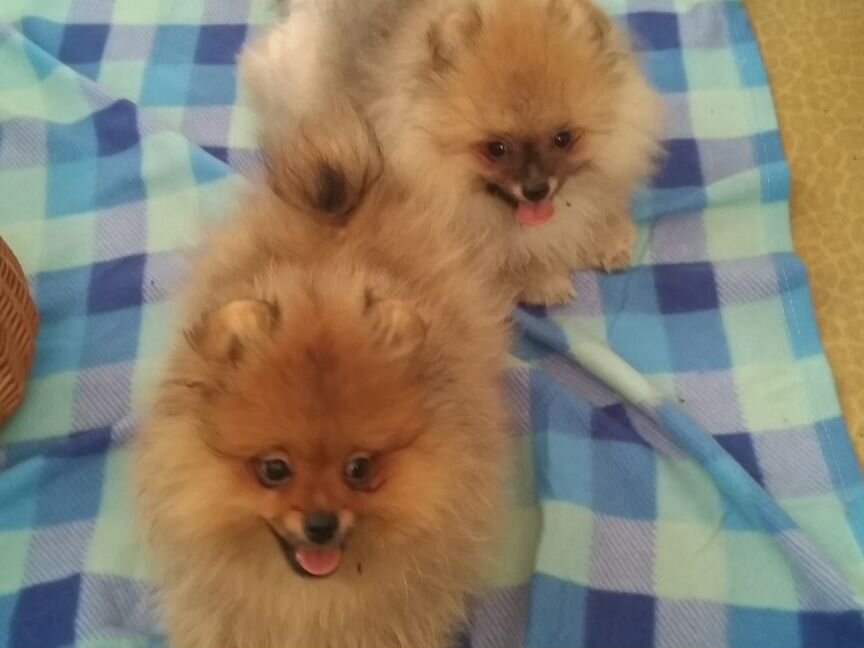 Померанский шпиц мини