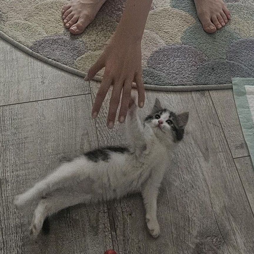 Котёнок в добрые руки