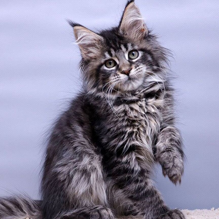 Мейн-кун котёнок