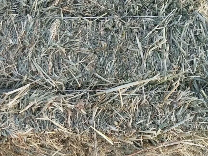 Сено в тюках суданка