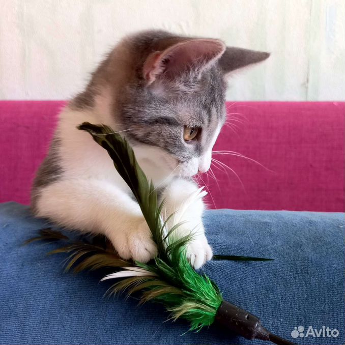 Котенок "Просто хочу домой"