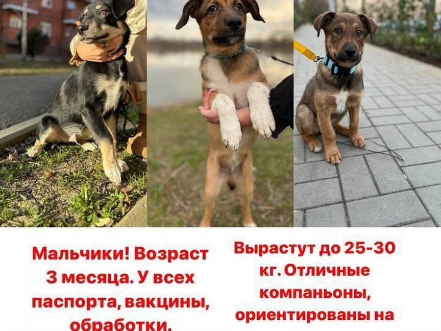 Щенки домашние