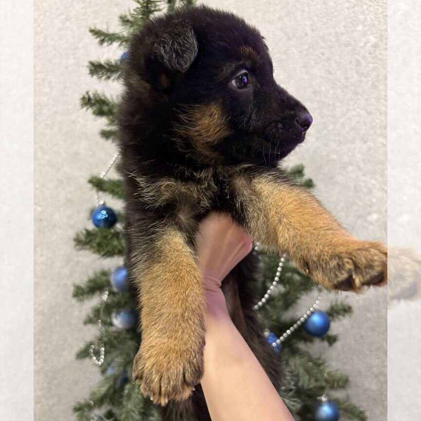 Немецкая овчарка, щенок