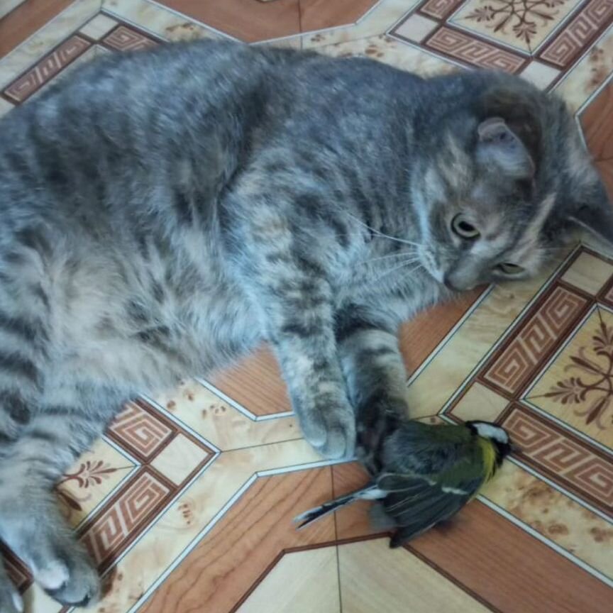 Отдам кошку в добрые руки