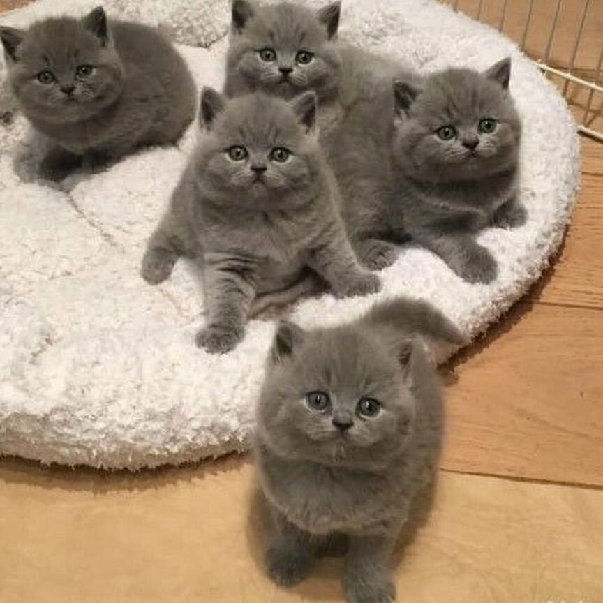 Британский короткошёрстный котёнок