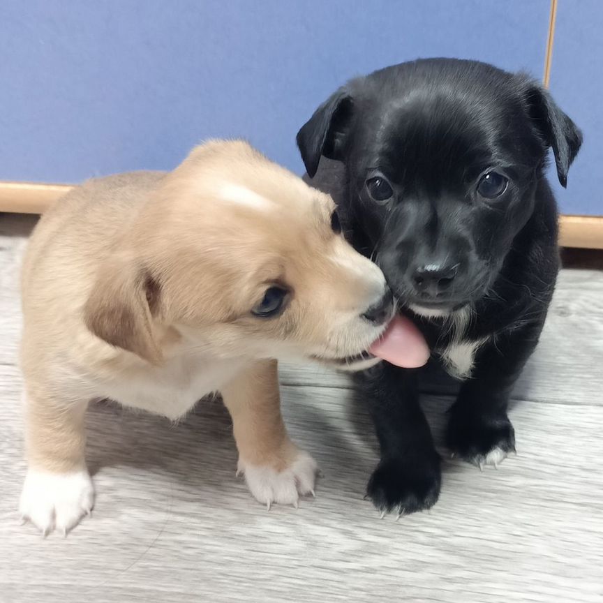 Той-пудель, щенок