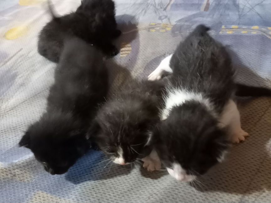 Котята в дар бесплатно