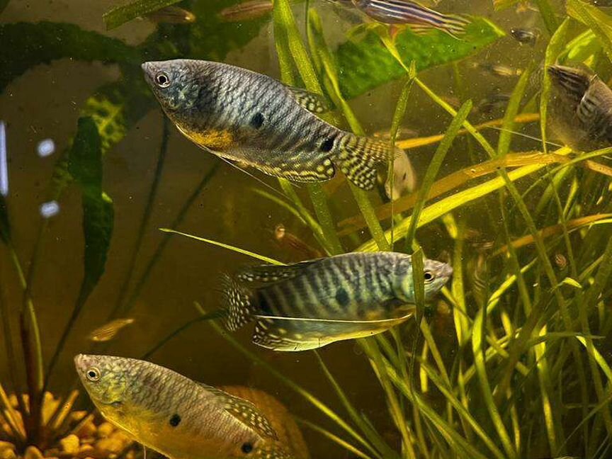 Гурами голубой