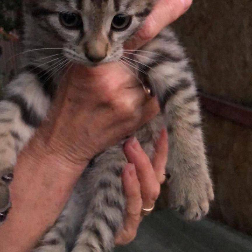 Отдам котят в добрые руки мама британка
