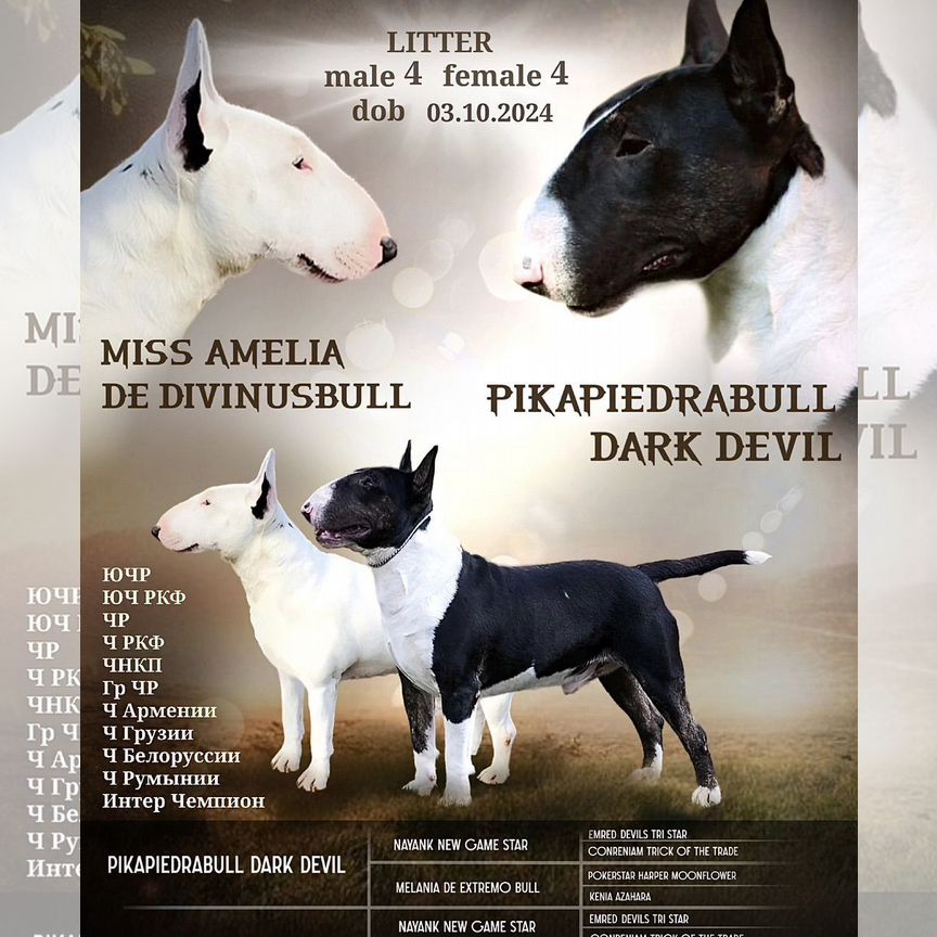 Щенки английского стандартного бультерьера
