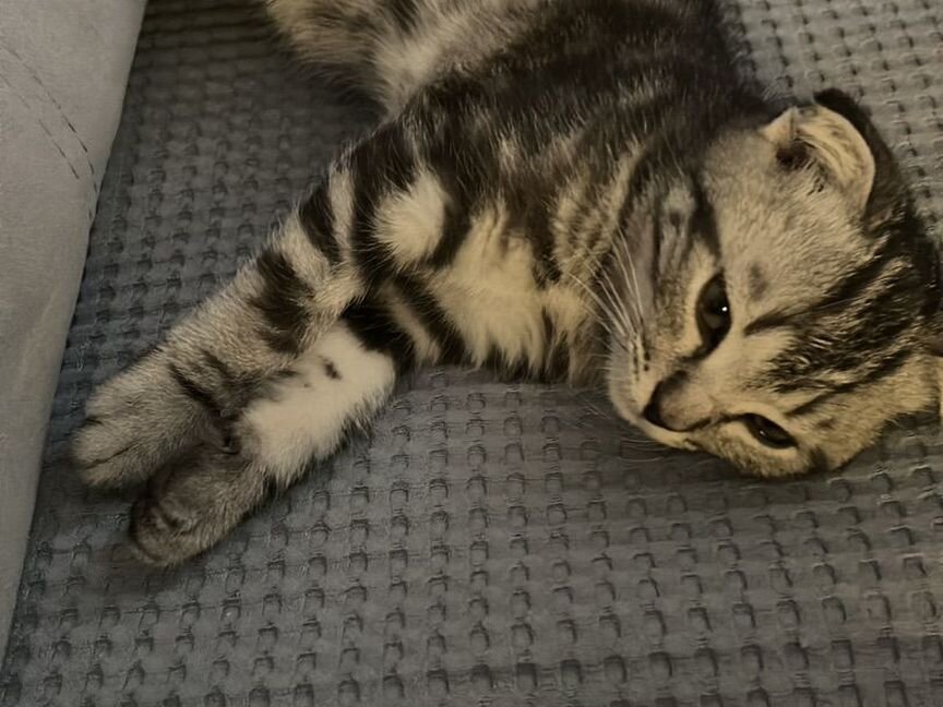 Котята курильский бобтейл