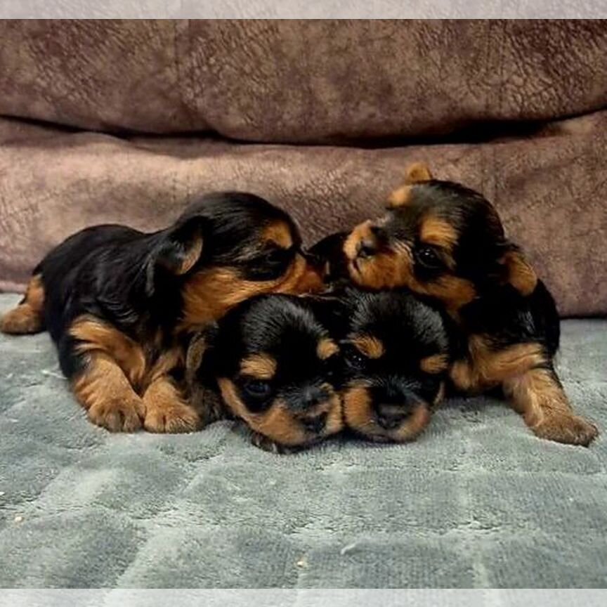 Йоркширский терьер, щенок