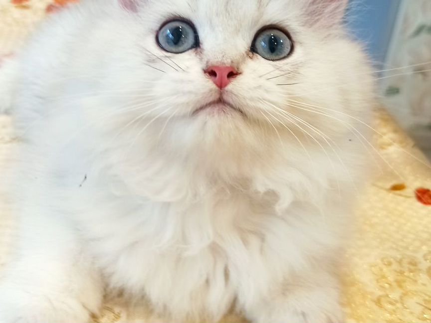 Британские котята шиншилла