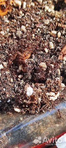 Tetramorium caespitum большая колония муравьев