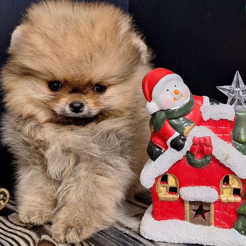 Померанский шпиц, щенок