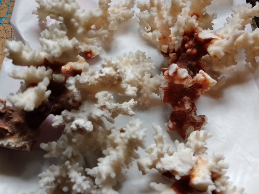 Морские коралы