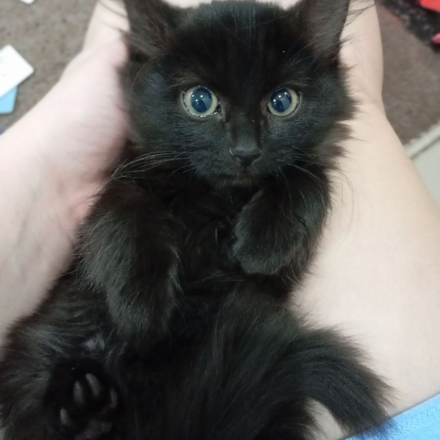 Котенок
