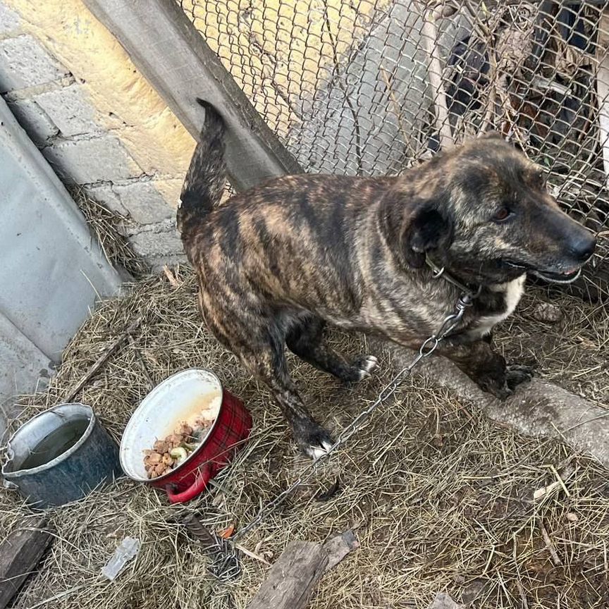 Взрослая собака в добрые руки