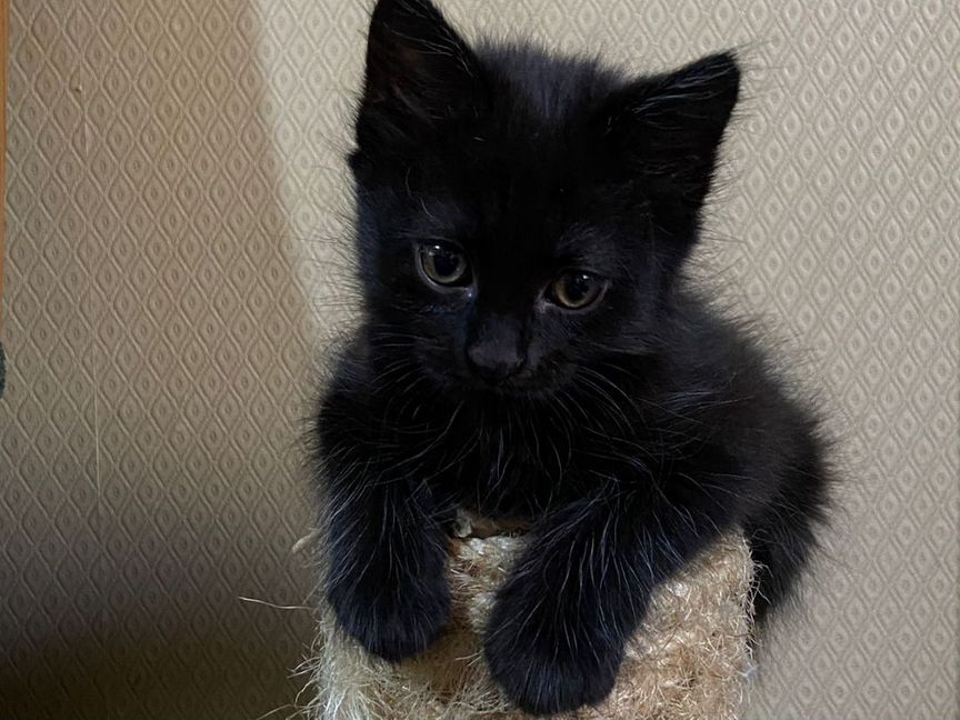 Красотулька ищет семью